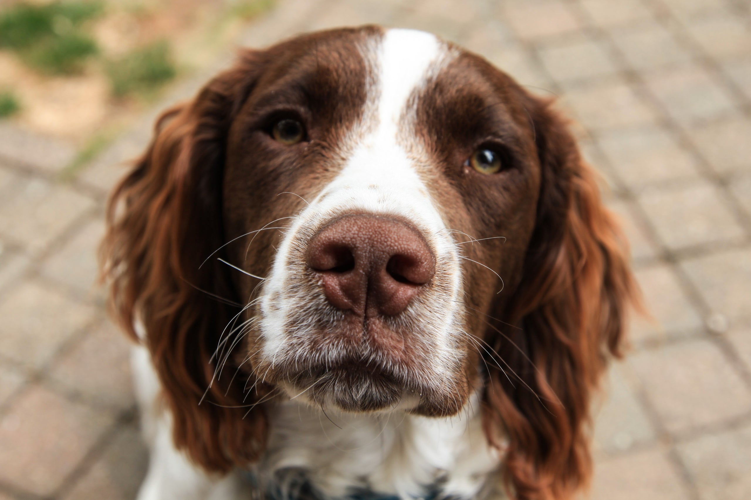 Save Our Spaniels | Dog Walking Blog | Barking Bags
